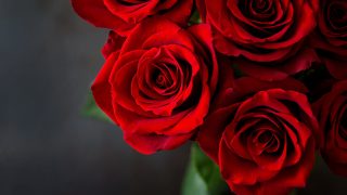 290 Beautiful Rose Captions For Instagram To Inspire You