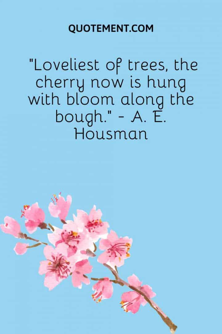 80 Best Cherry Blossom Quotes To Celebrate Perpetual Beauty