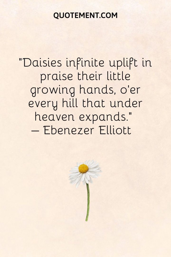 130 Lovely Daisy Quotes To Cherish Its Power And Beauty