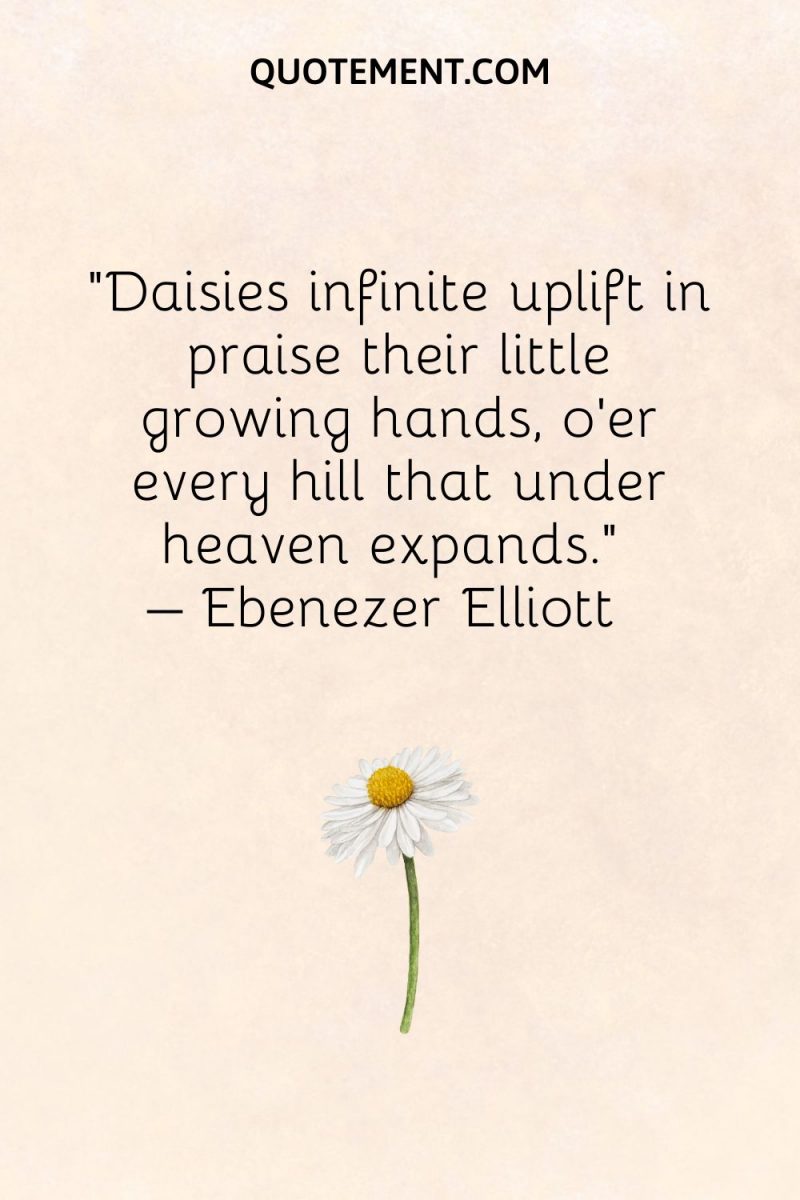 130 Lovely Daisy Quotes To Cherish Its Power And Beauty