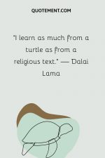 110 Turtle Quotes For Your Daily Dose Of Inspiration