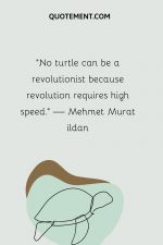 110 Turtle Quotes For Your Daily Dose Of Inspiration