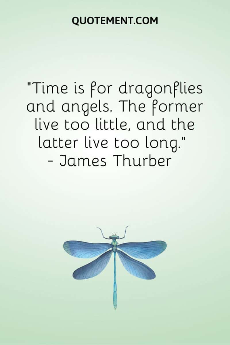 70 Enchanting Dragonfly Quotes For Wisdom And Inspiration