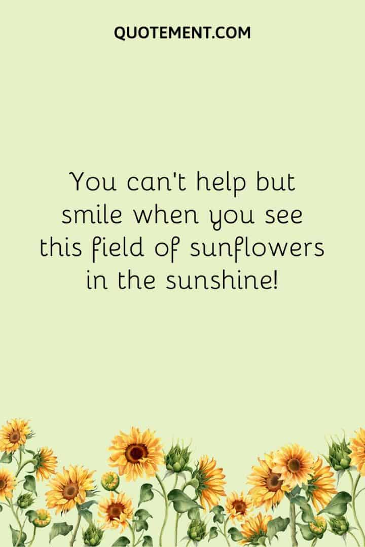 250 Unique Sunflower Captions To Spark Your Inspiration