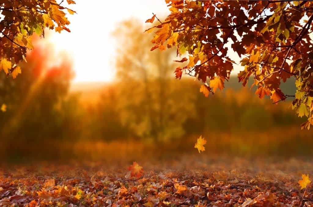 110 Magical October Quotes Capturing The Beauty Of Fall