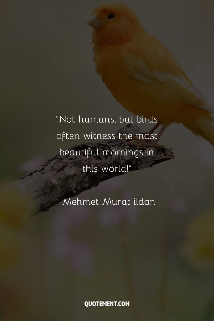 130 Inspiring Bird Quotes To Embrace The Wings Of Wisdom