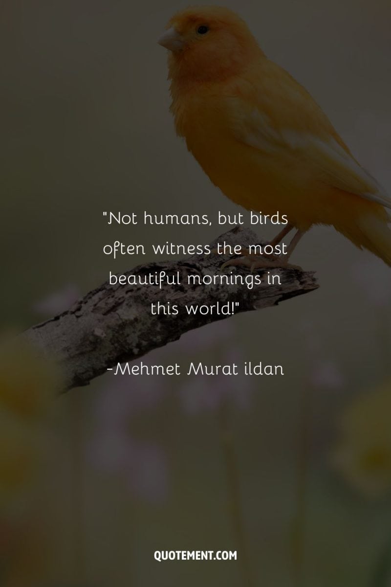 130 Inspiring Bird Quotes To Embrace The Wings Of Wisdom