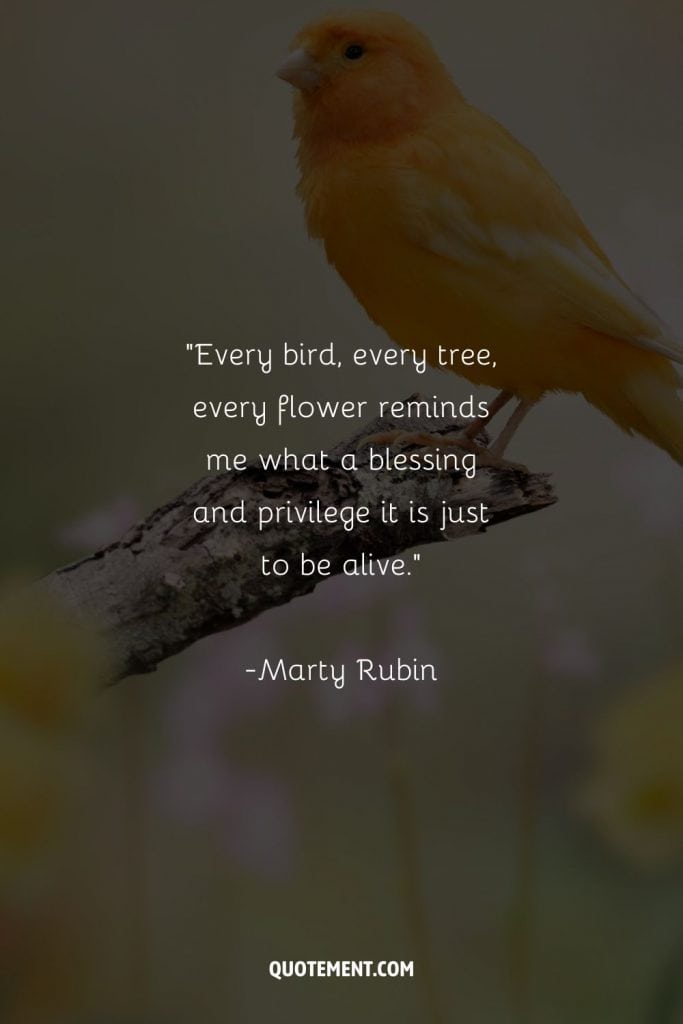 130 Inspiring Bird Quotes To Embrace The Wings Of Wisdom