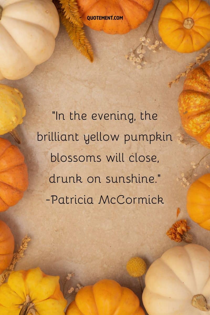 70 Cute Pumpkin Patch Quotes To Spice Up Your Day