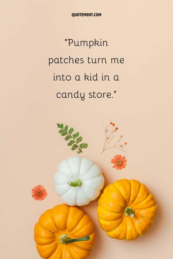 70 Cute Pumpkin Patch Quotes To Spice Up Your Day